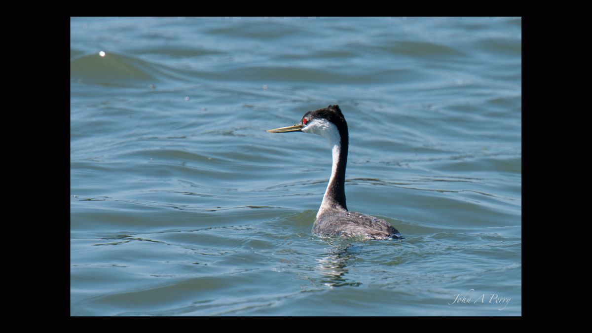 Elkhorn Slough Wildlife